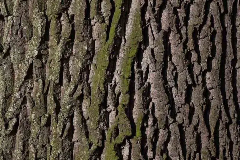 Maples and Oaks: 4 Ways To Differentiate Between Them | Environment Buddy