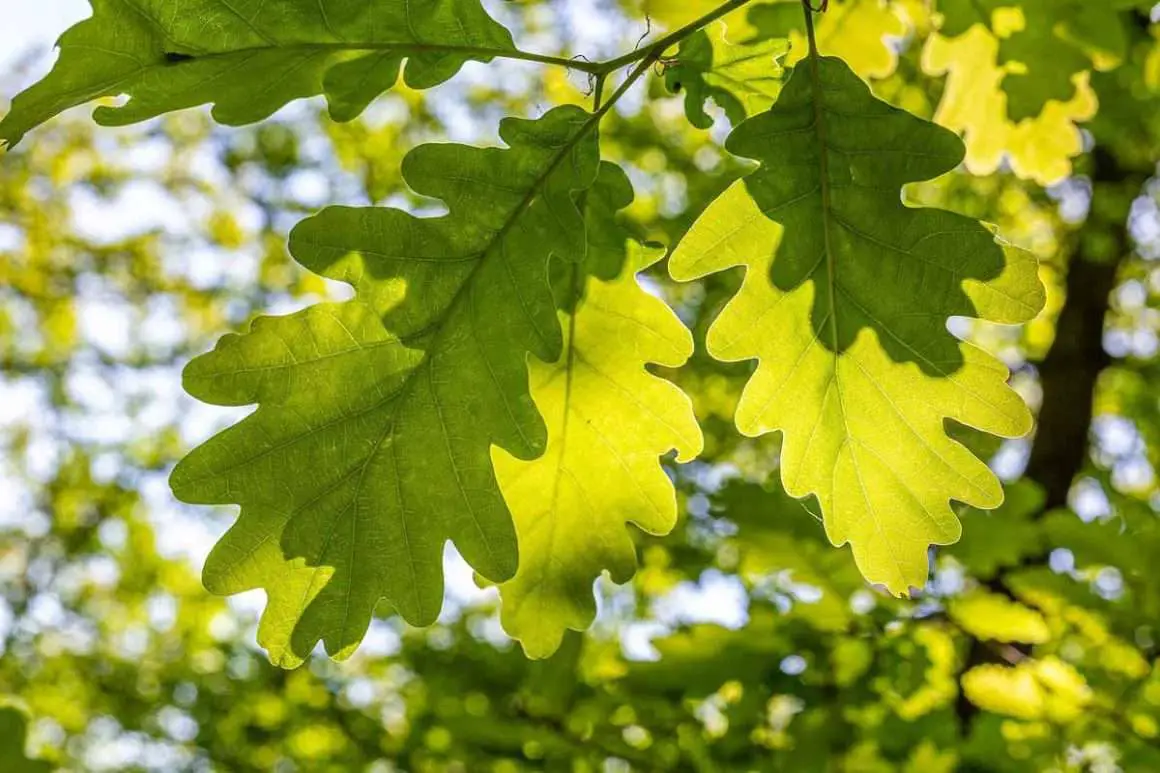 Maples and Oaks: 4 Ways To Differentiate Between Them | Environment Buddy