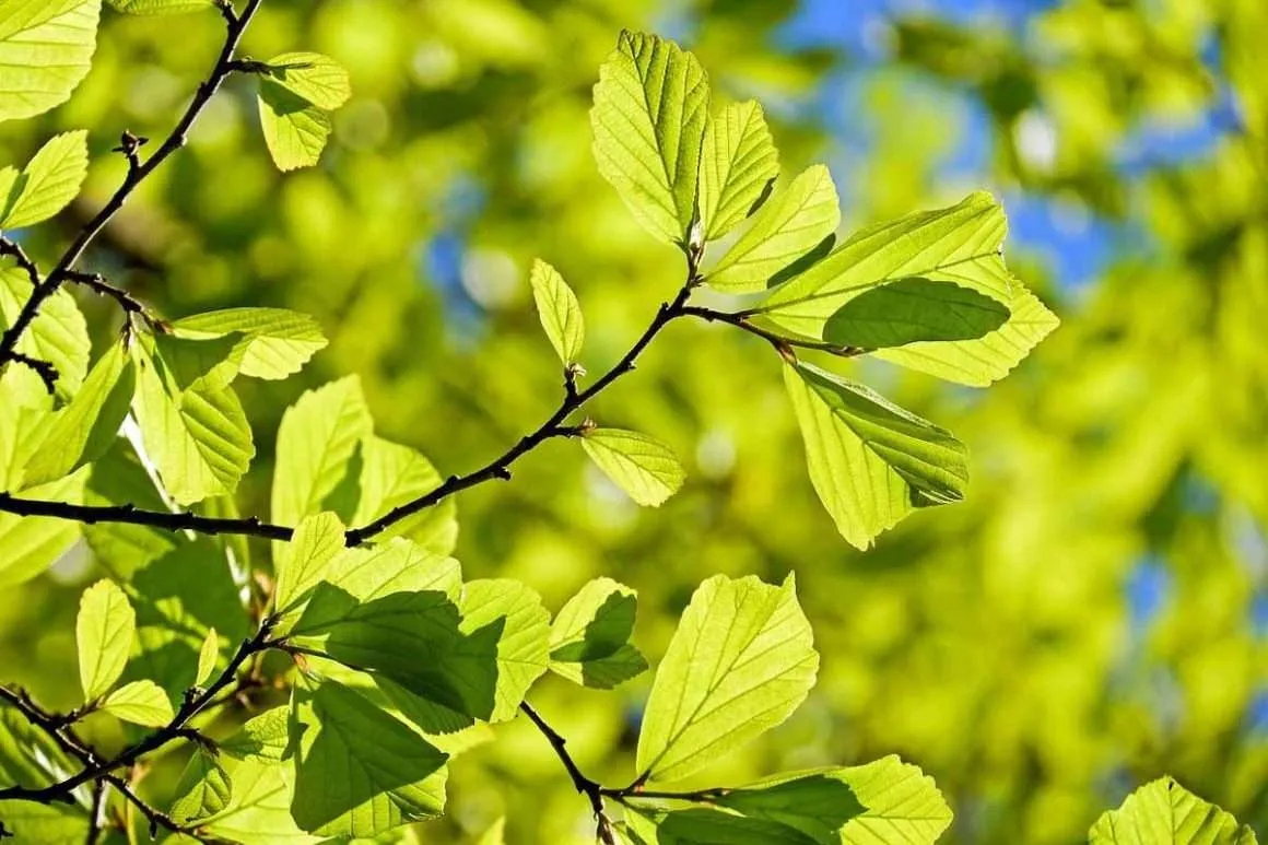 Maples and Oaks: 4 Ways To Differentiate Between Them | Environment Buddy