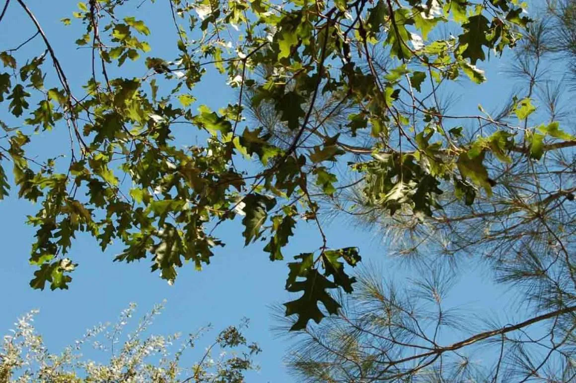 Reasons Oaks Are (Im)Perfect In Your Yard! | Environment Buddy