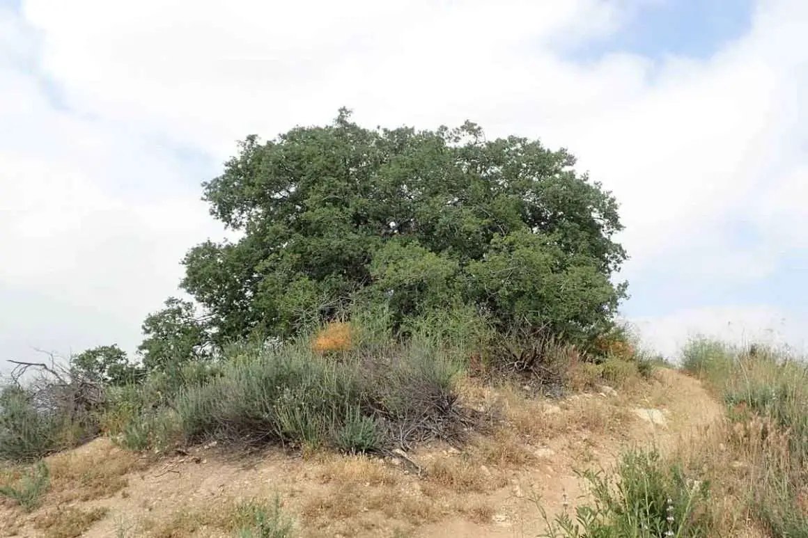 Reasons Oaks Are (Im)Perfect In Your Yard! | Environment Buddy