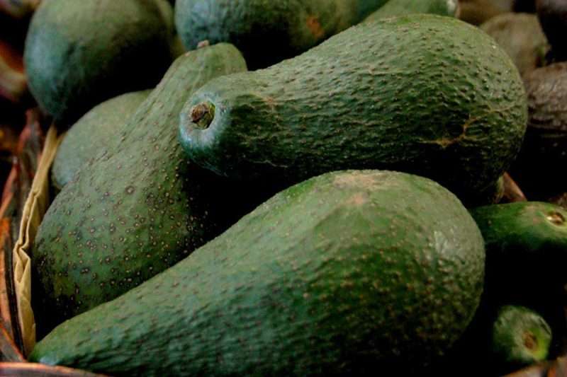 Pinkerton-Avocado | Environment Buddy