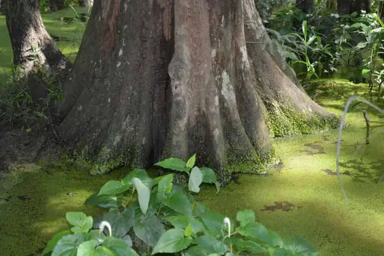 9 Ways to Differentiate Between Bald Cypress, Pond Cypress Trees ...