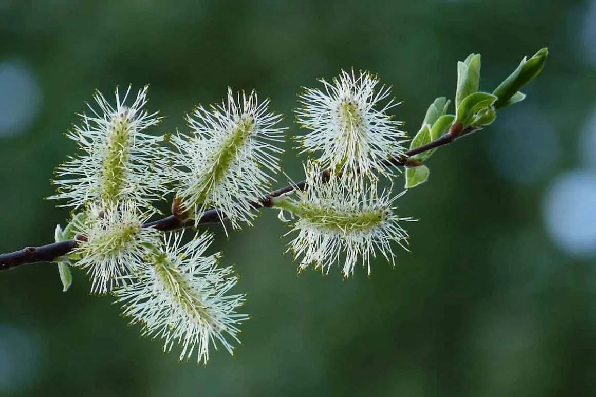 Flowering Willows 15 Unique Traits | Environment Buddy