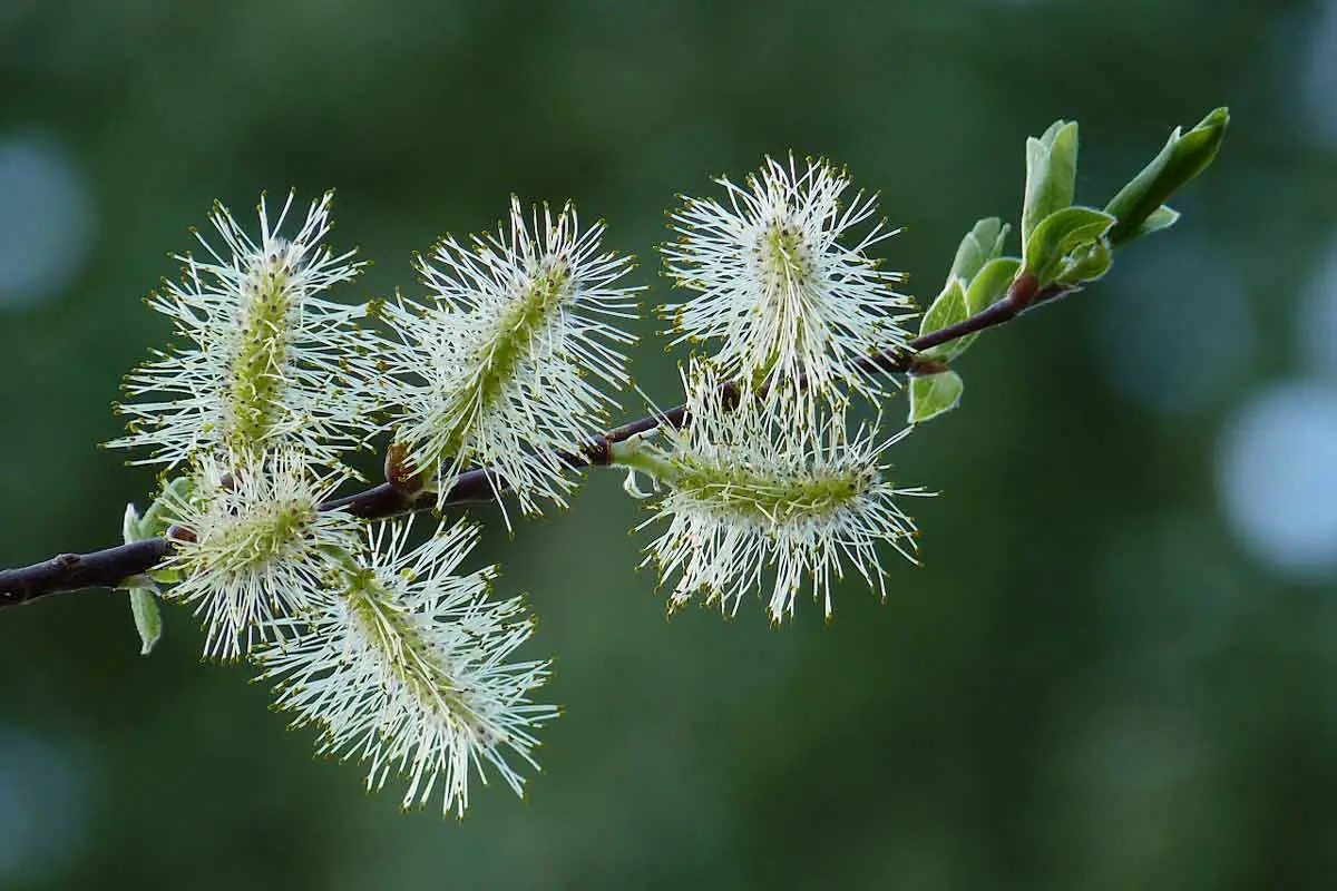Flowering Willows 15 Unique Traits | Environment Buddy