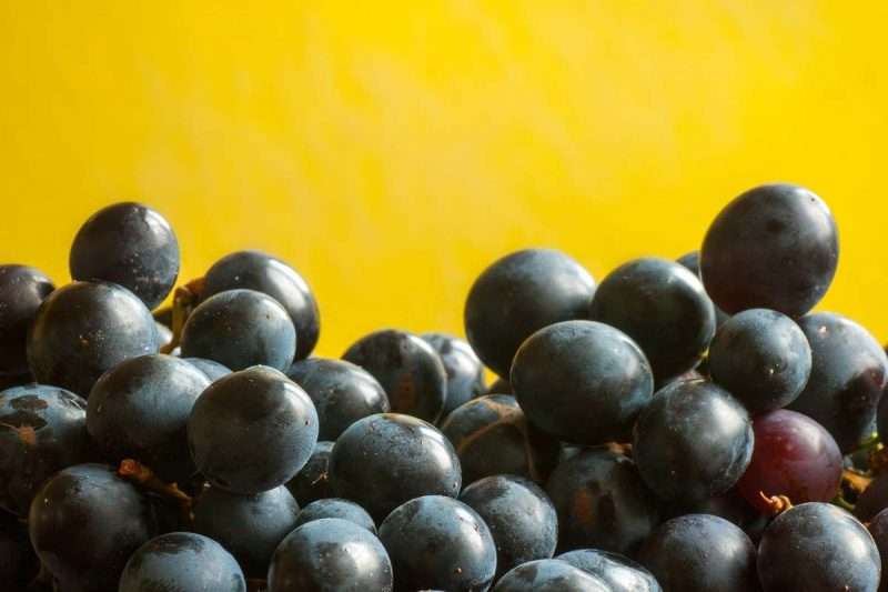 4 Reasons Why Raw Olives Are A No-No! | Environment Buddy