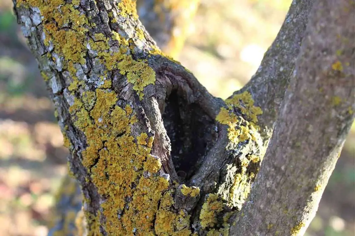 7 Problems That Cause Holes In Trees Around The World | Environment Buddy