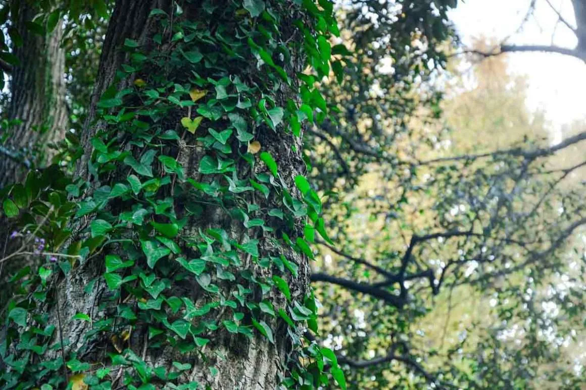 3 Reasons Why Vines Arent Good For Oaks Environment Buddy 