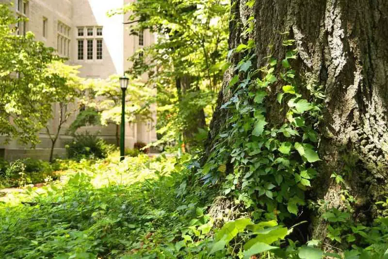 Tree-Vines-9 | Environment Buddy
