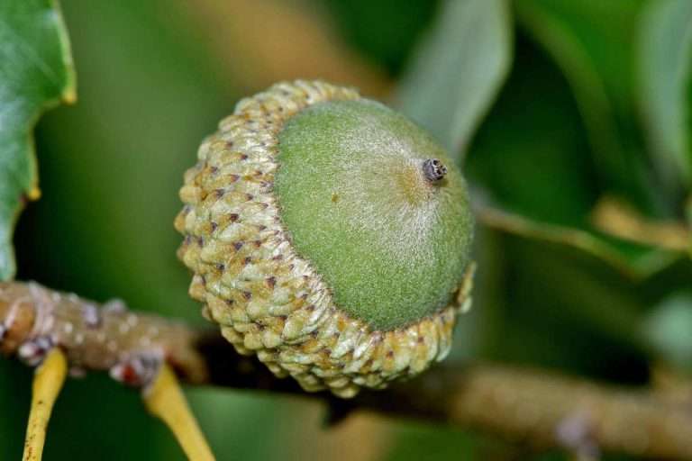 7 Common Saltwater Trees that Thrive in the United States | Environment ...
