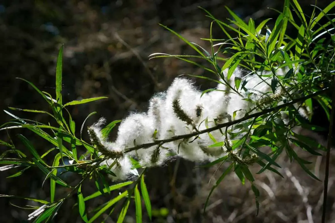 Flowering Willows 15 Unique Traits | Environment Buddy