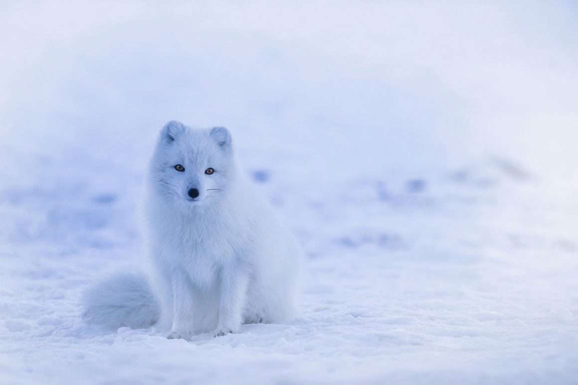 What are Flora and Fauna? How important they are? | Environment Buddy