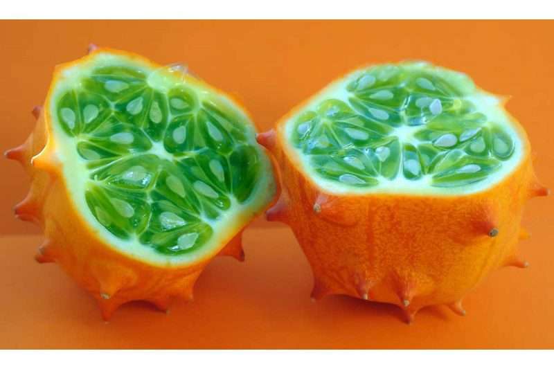15 Unique Types of Melons! Sweet vs Bitter and Photos