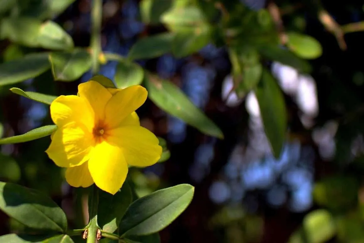 12 Attractive Plants Native To Florida | Environment Buddy
