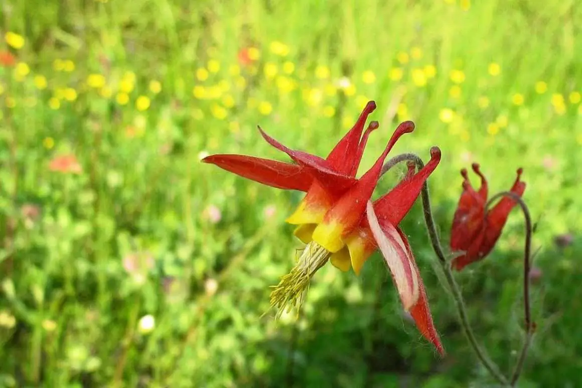 12 Attractive Plants Native To Florida | Environment Buddy