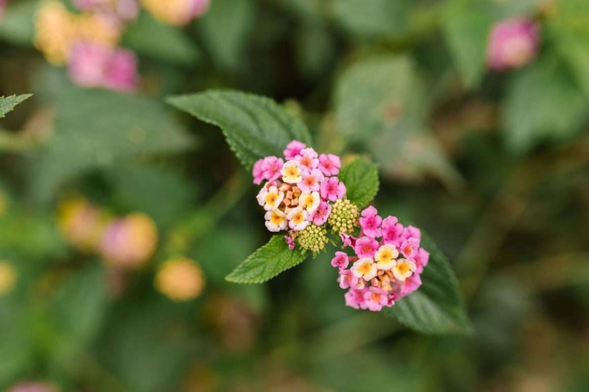 12 Attractive Plants Native To Florida | Environment Buddy