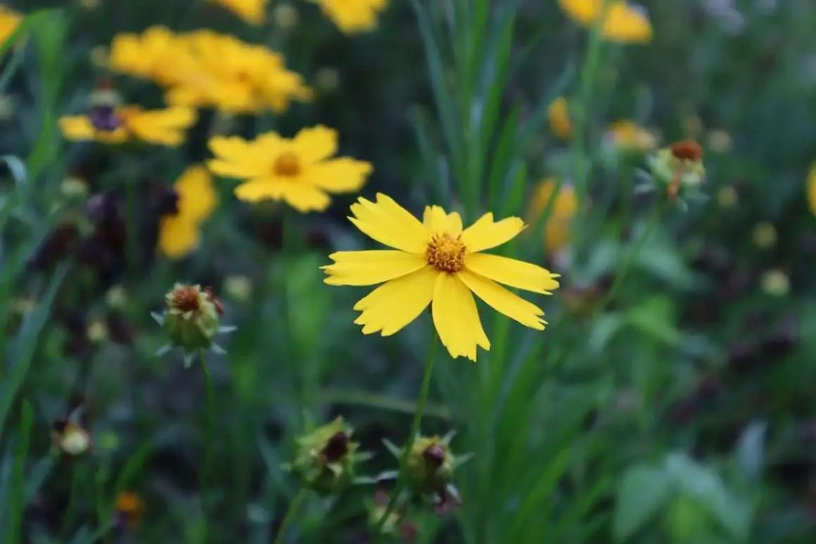 12 Attractive Plants Native To Florida | Environment Buddy