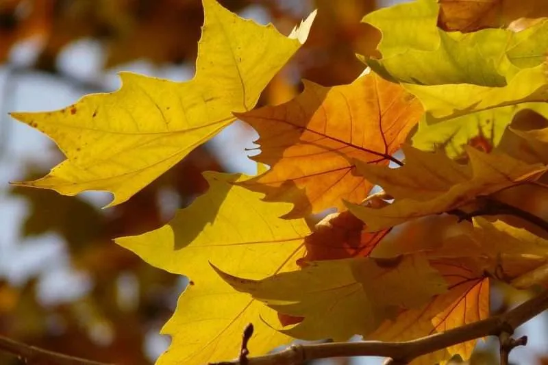 11 Plants To Avoid Under Sycamore Trees | Environment Buddy