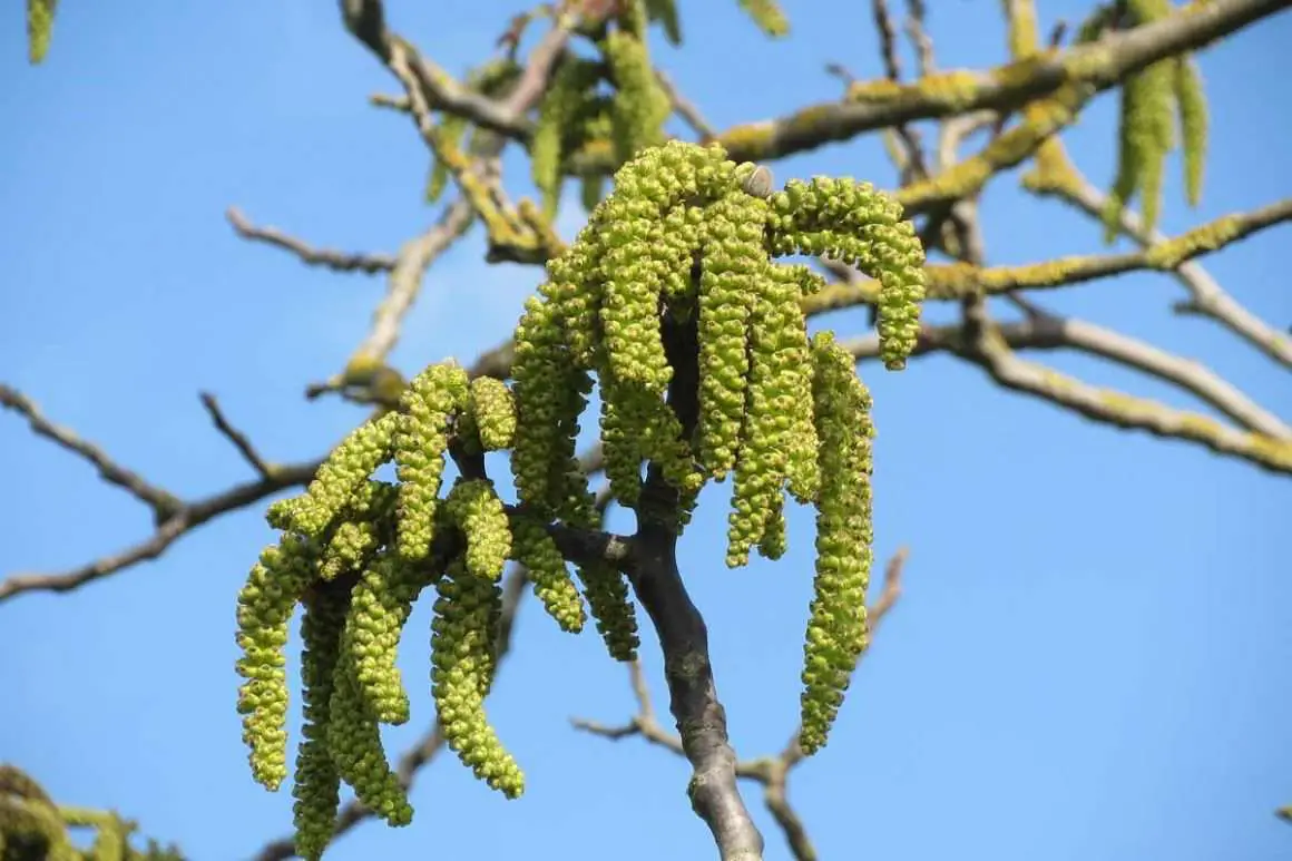 10+ Amazing Tips To Grow Healthy Walnut Trees | Environment Buddy