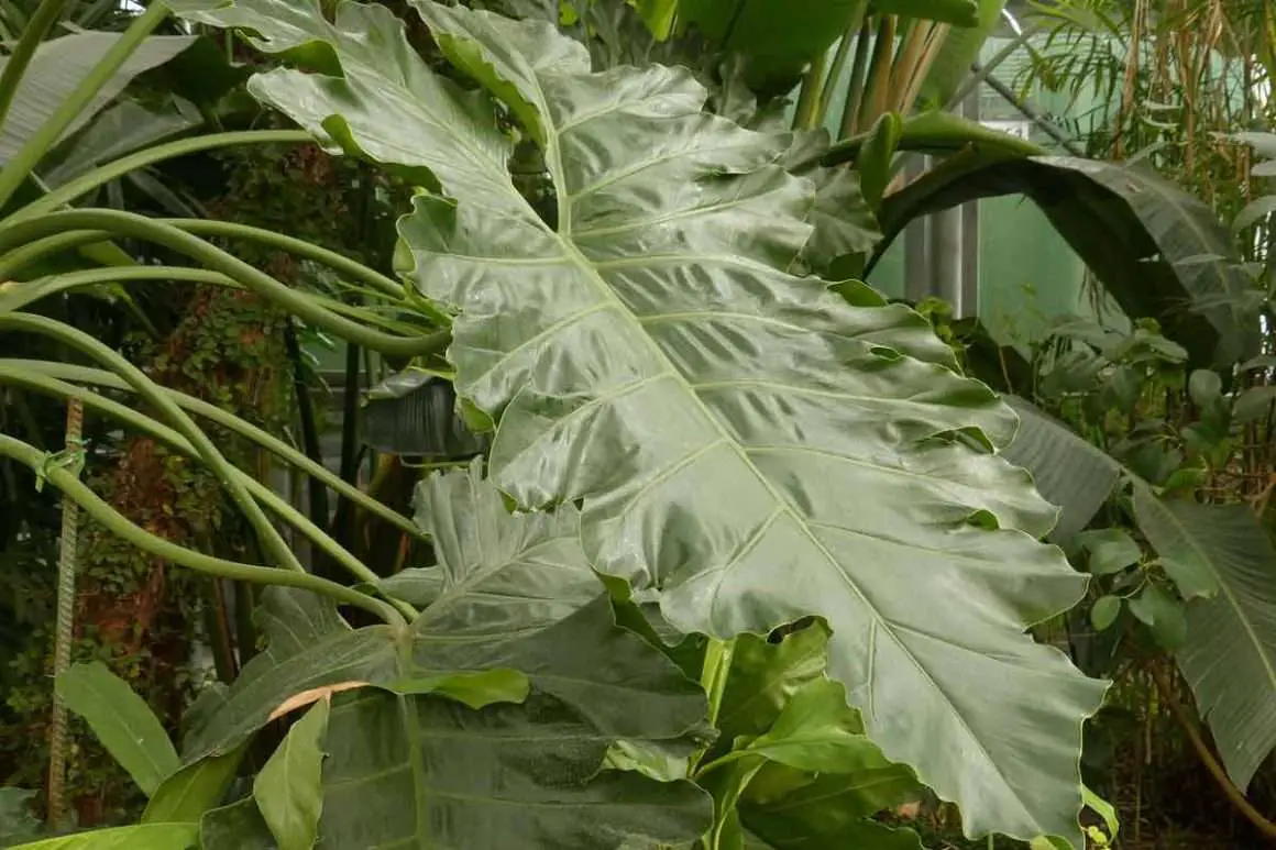 25 Types of Philodendron – The Exotic Indoor Plant | Environment Buddy