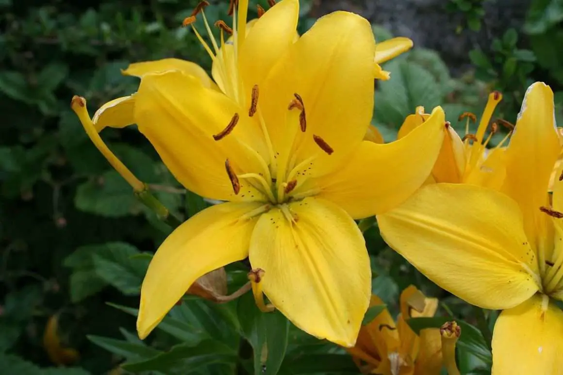 19 Amazing Lilies And The Exciting Types
