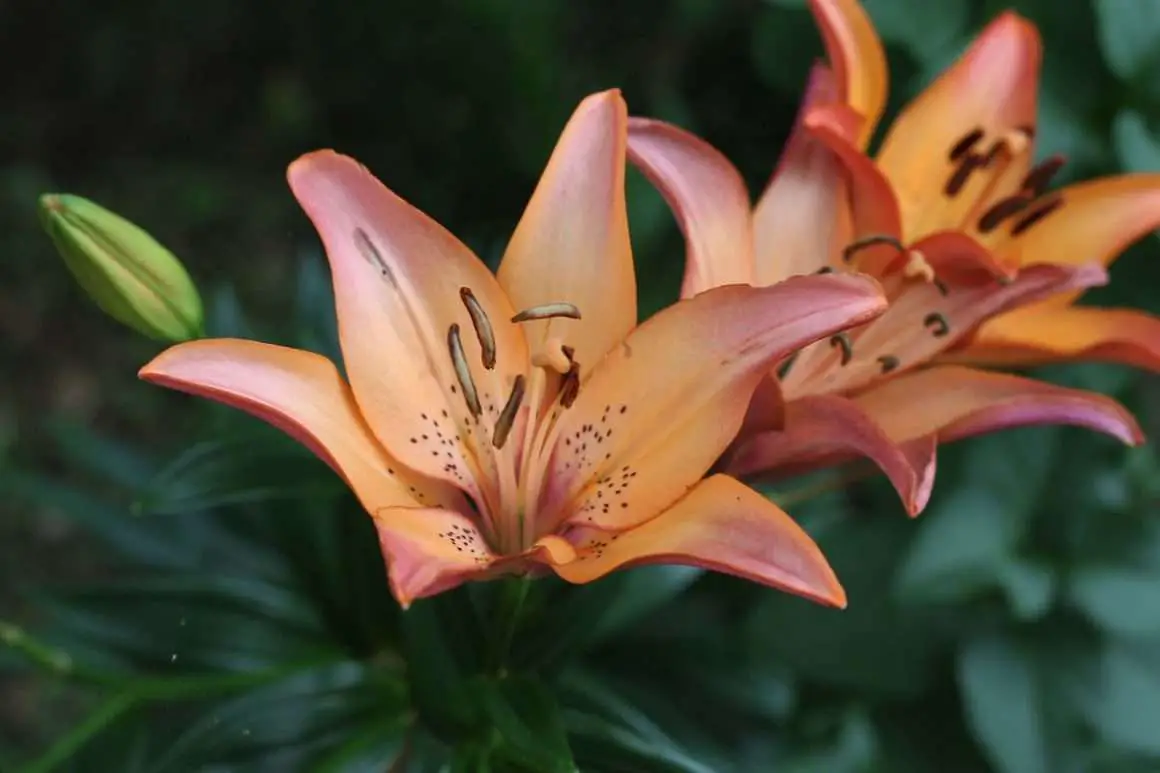 19 Amazing Lilies And The Exciting Types