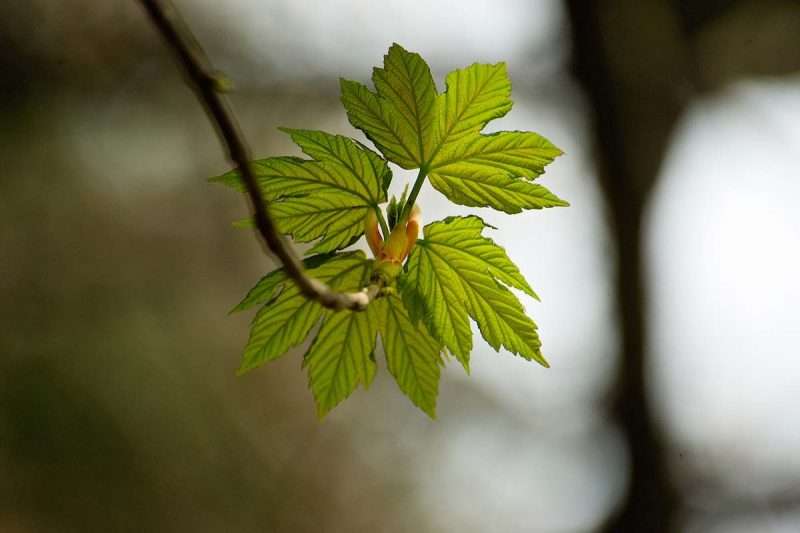 11 Plants To Avoid Under Sycamore Trees | Environment Buddy