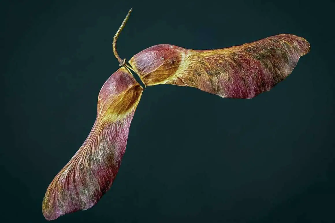 4 Easy Steps To Grow Sycamore Trees | Environment Buddy