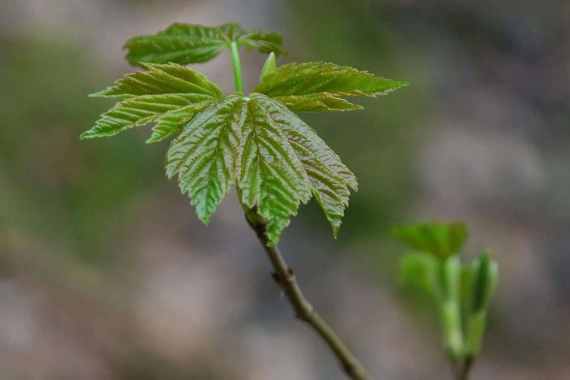 4 Easy Steps To Grow Sycamore Trees | Environment Buddy