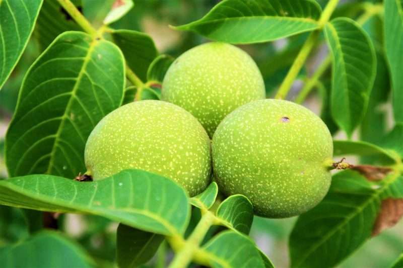 Black Walnuts vs English Walnuts; The Ultimate Showdown! | Environment ...