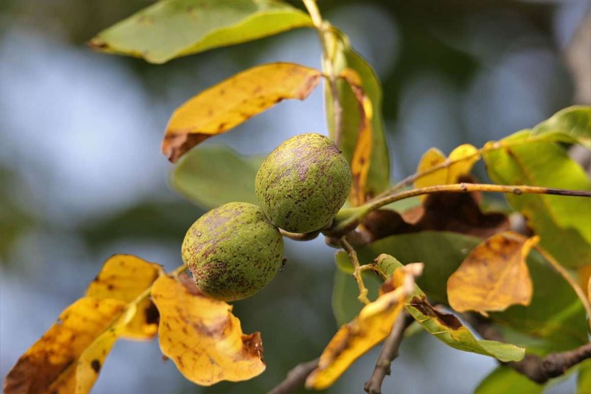Black Walnuts vs English Walnuts; The Ultimate Showdown! | Environment ...