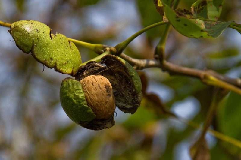 10+ Amazing Tips To Grow Healthy Walnut Trees | Environment Buddy