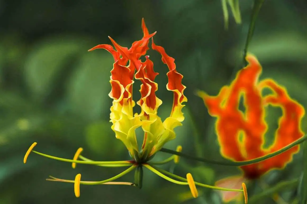 fire-lily | Environment Buddy