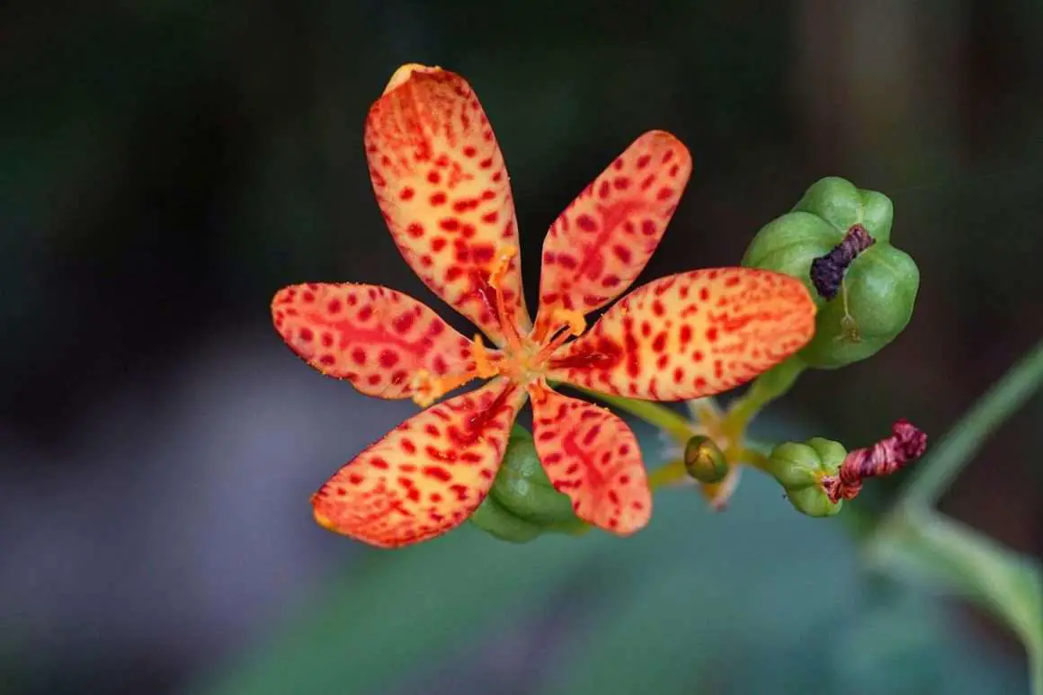 19 Amazing Lilies And The Exciting Types