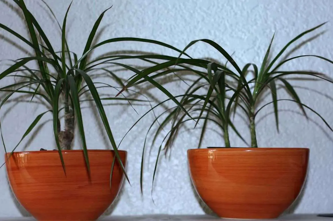 22 Amazing Types of Palm Trees! Traits, Locations and Growing Tips ...