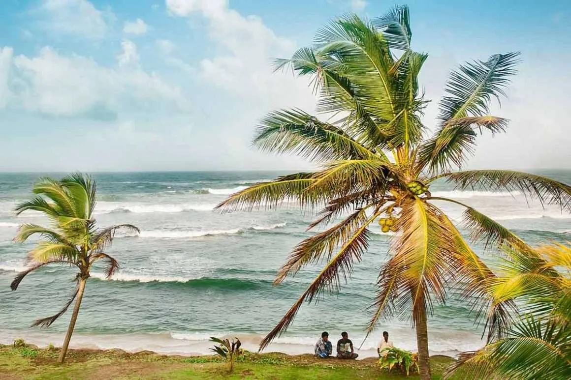 22 Amazing Types of Palm Trees! Traits, Locations and Growing Tips ...