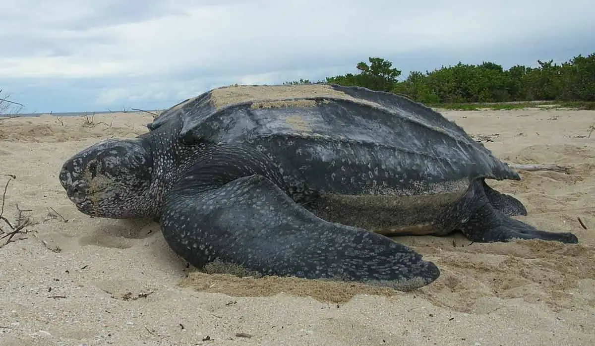 Why Are Sea Turtles Endangered? A Close Look | Environment Buddy