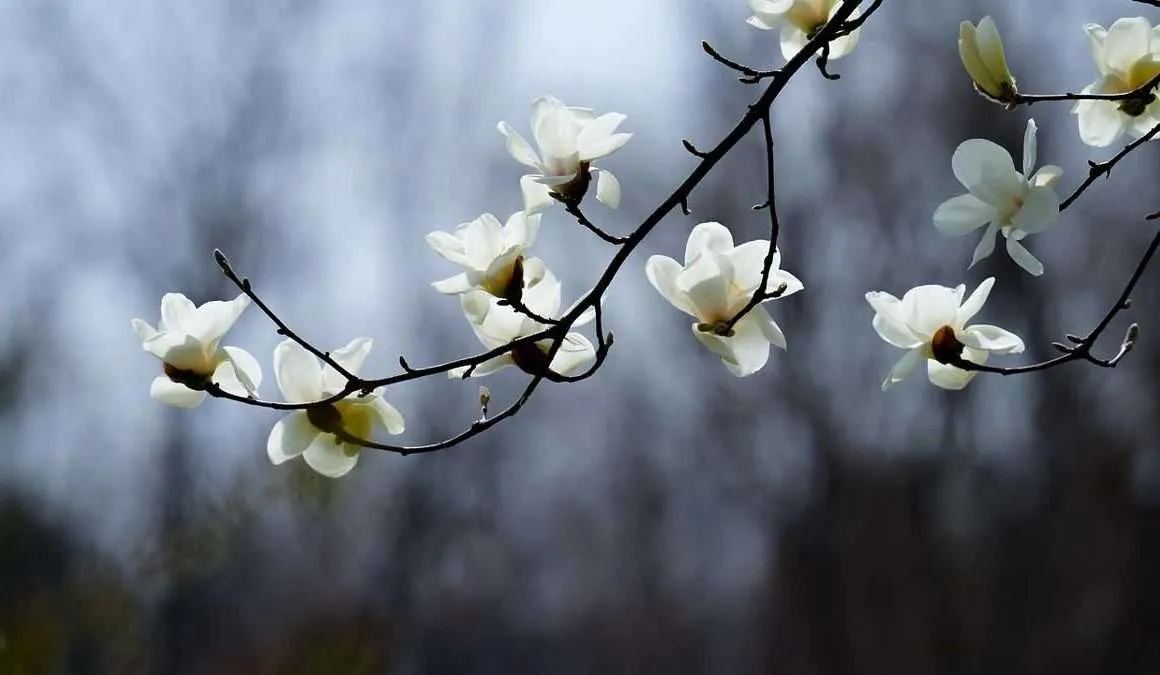 5 Reasons Why All Oak Trees Shed Bark | Environment Buddy